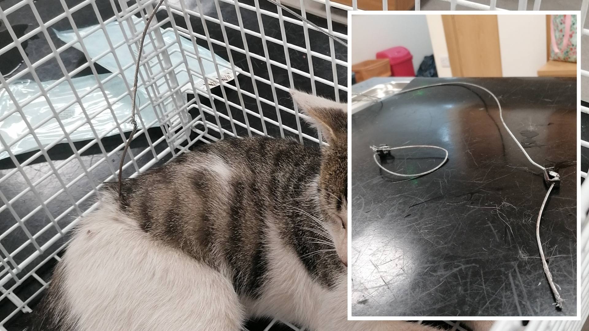 Cat suffers horrific eye injury after being found in snare in Newry ...