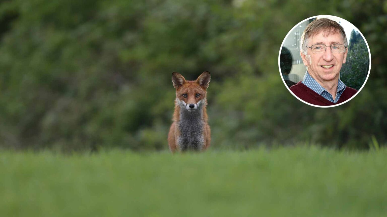Louis McNally’s striking photograph of a fox captured locally ...